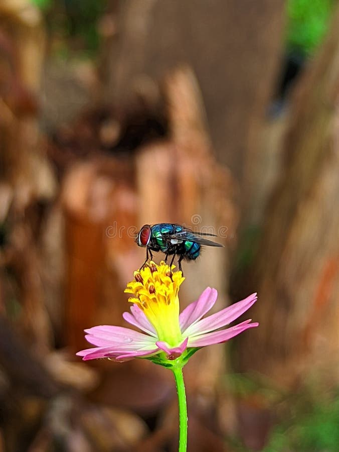 A Fly that Landed on a Flower Stock Photo - Image of nature, animal ...