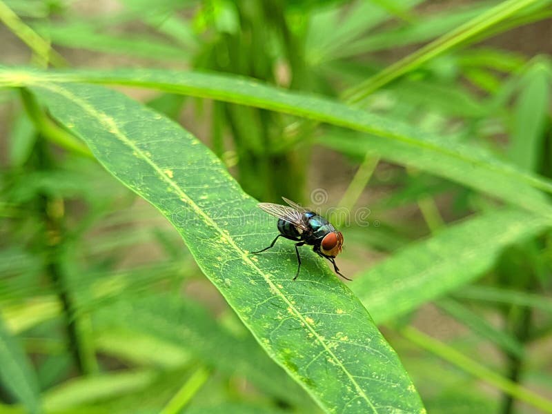 A Fly Landed on a Green Leaf Stock Image - Image of landed, green ...