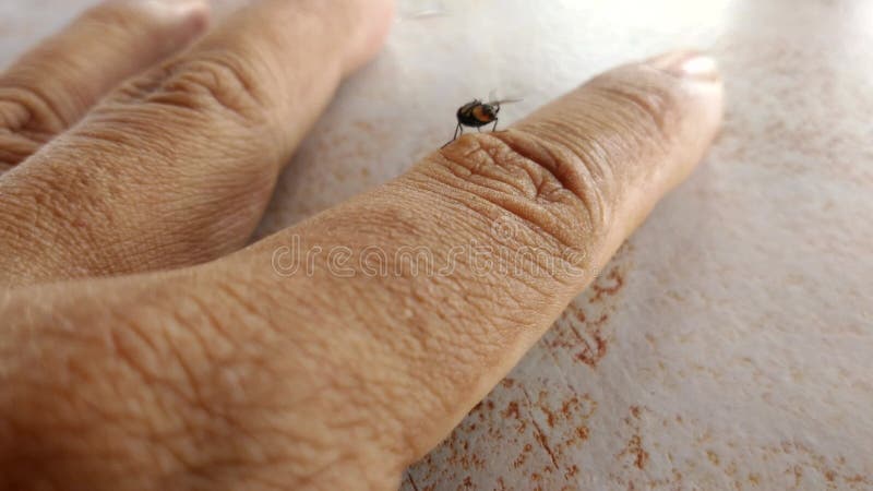 A fly landed on his finger stock video. Video of perch - 298128193