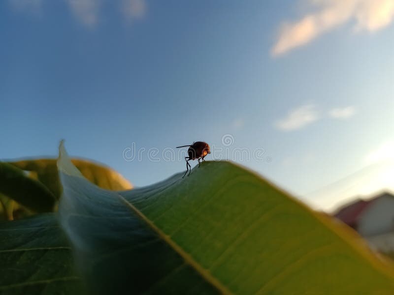 A Fly Landed on a Mango Leaf Stock Image - Image of mango, light: 262726781