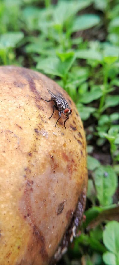 A Fly Landed on a Rotten Mango Fruit Stock Image - Image of background ...