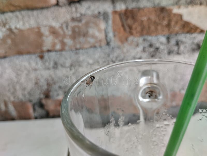 Fly Landed on a Used Glass Drink with a Plastic Straw in the Glass ...