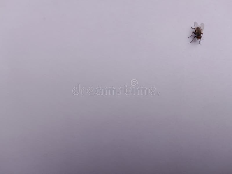 A Fly Landed on White Paper Stock Photo - Image of sketch, room: 376392416