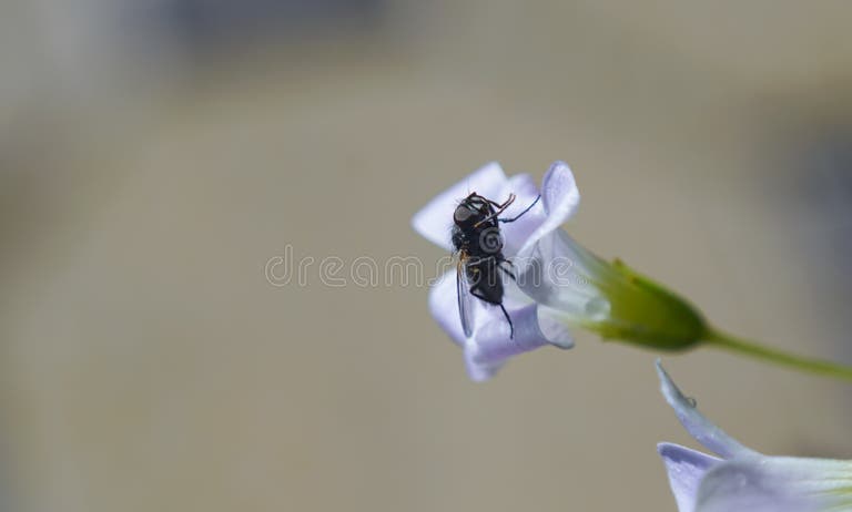 426 Fly Landing Flower Petal Stock Photos - Free & Royalty-Free Stock ...