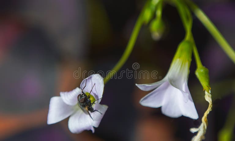 426 Fly Landing Flower Petal Stock Photos - Free & Royalty-Free Stock ...