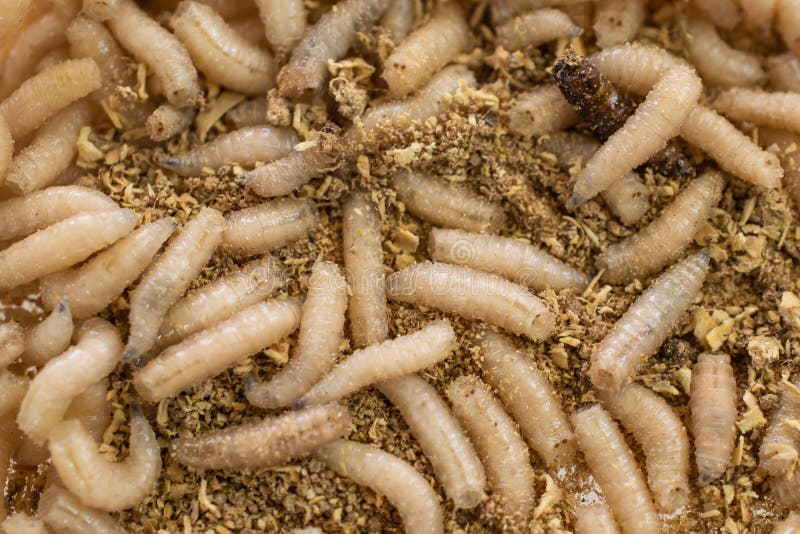 Fly Larvae on Sawdust. Background or Texture Stock Photo - Image of ...