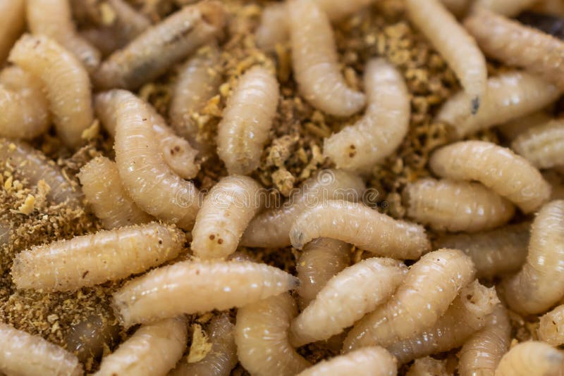 Fly Larvae on Sawdust. Background or Texture Stock Image - Image of ...