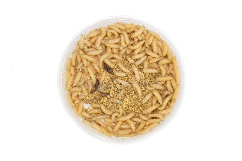 Fly Larvae on a White Isolated Background Stock Image - Image of pest ...