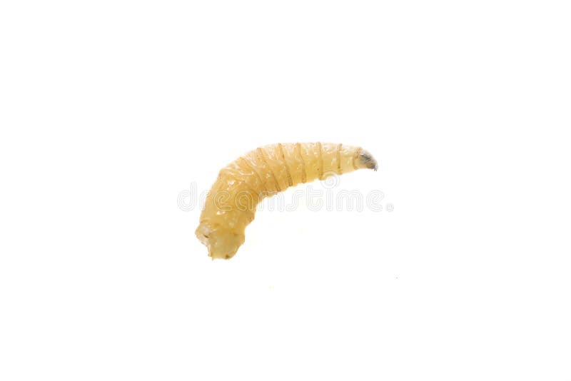 Fly Larvae on a White Isolated Background Stock Photo - Image of pest ...
