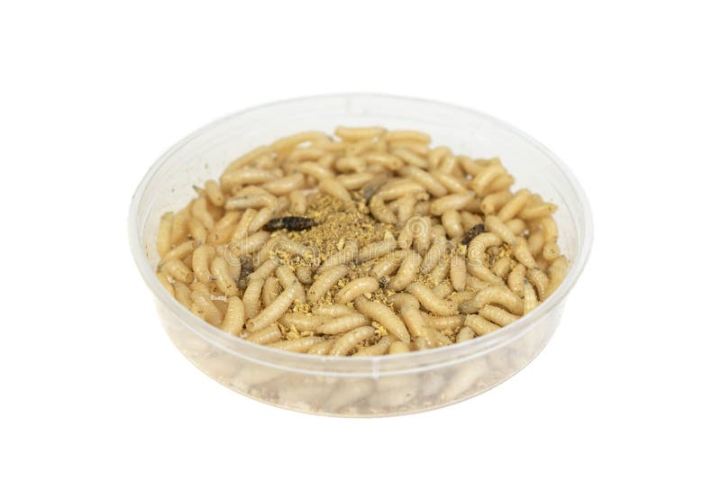 Fly Larvae on a White Isolated Background Stock Image - Image of pest ...