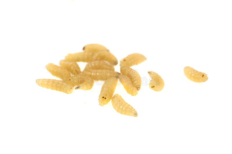 Fly Larvae on a White Isolated Background Stock Photo - Image of grubs ...