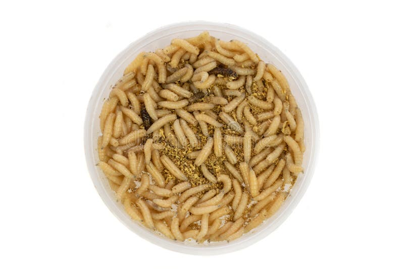 Fly Larvae on a White Isolated Background Stock Image - Image of studio ...
