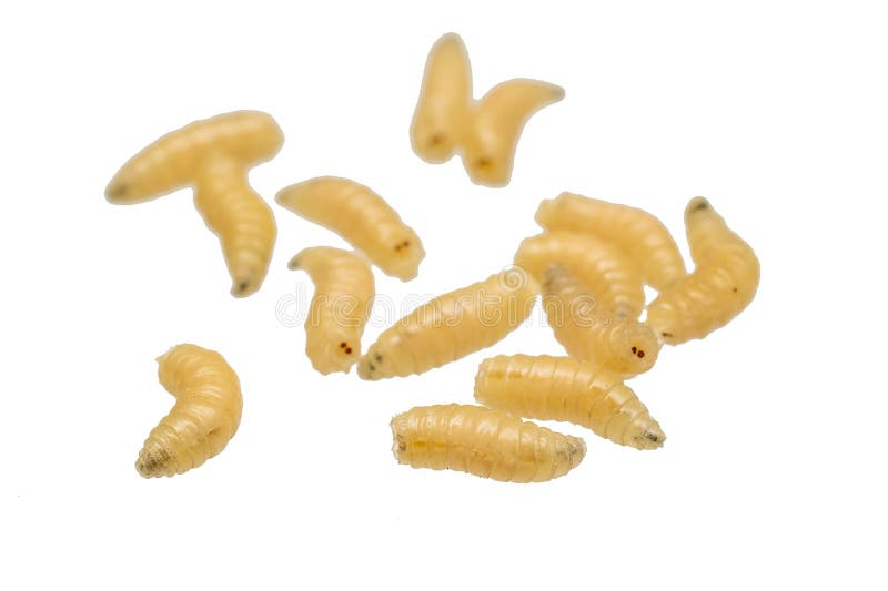 Fly Larvae on a White Isolated Background Stock Photo - Image of larva ...