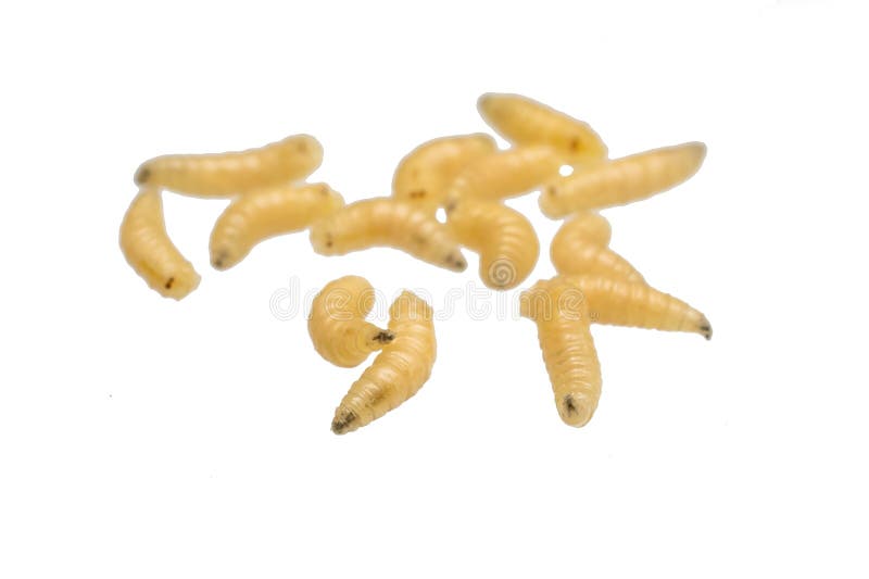 Fly Larvae on a White Isolated Background Stock Image - Image of worm ...