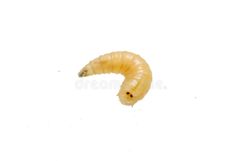 Fly Larvae on a White Isolated Background Stock Photo - Image of ...