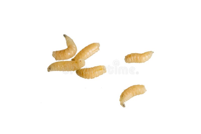 Fly Larvae on a White Isolated Background Stock Photo - Image of baits ...