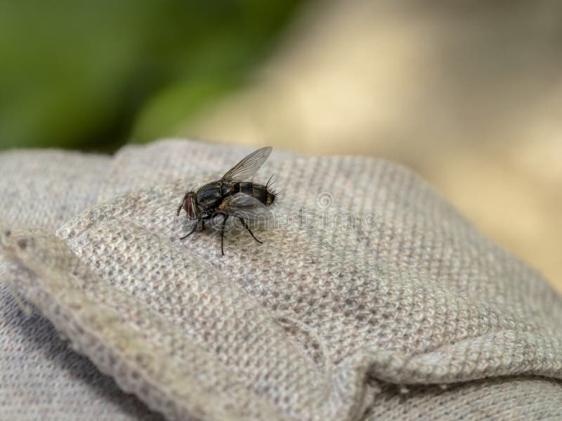 A Fly Lay on Gray Kniting Fabric with Blur Background Stock Image ...