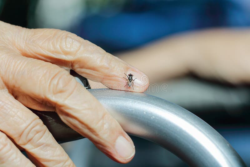 Fly on lderly woman hand stock photo. Image of care, chair - 86709106