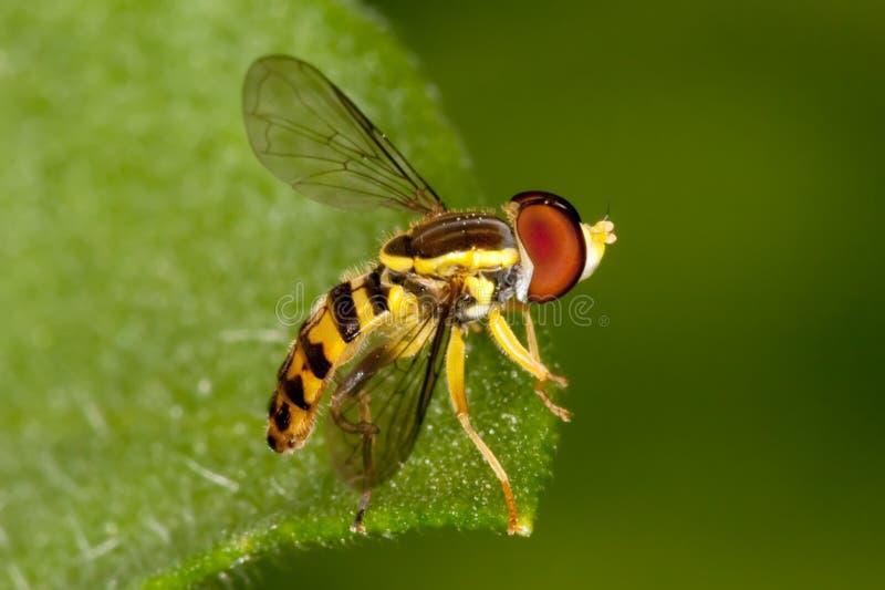 Fly on leaf stock photo. Image of closeup, leaf, eyes - 10853846