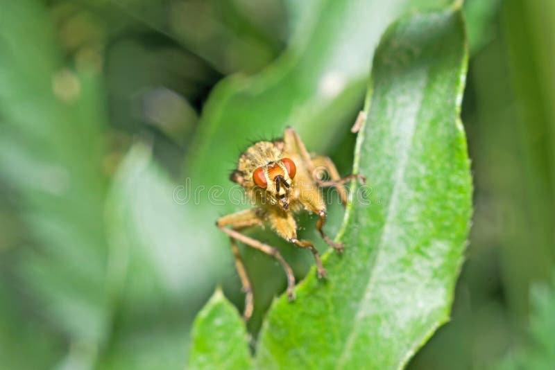 Fly on a leaf stock image. Image of grass, animal, insect - 20509909