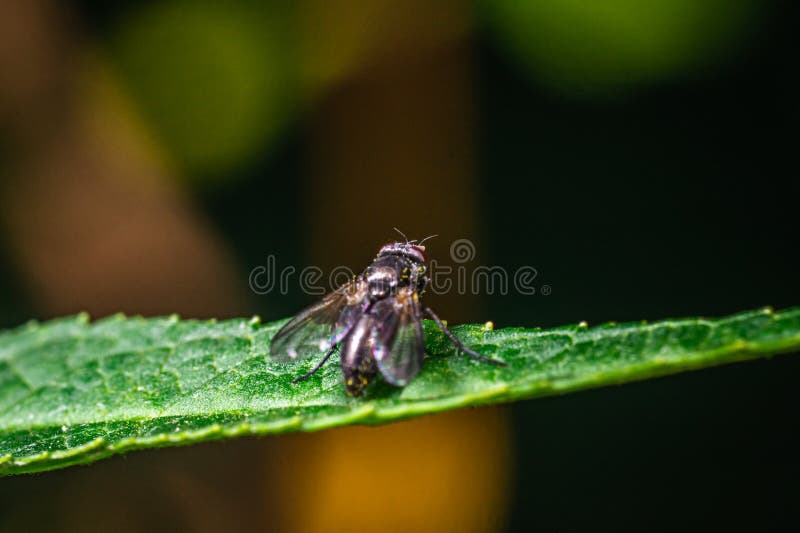 Fly on leaf stock photo. Image of antennae, detailed - 227905050