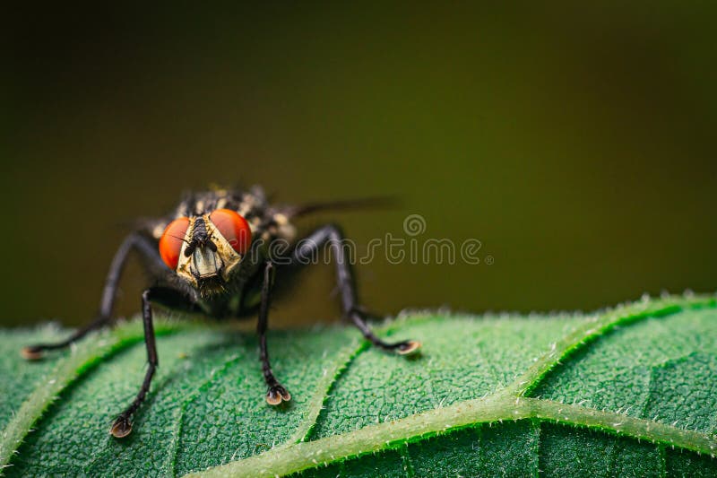 Fly on leaf stock image. Image of common, background - 227905013