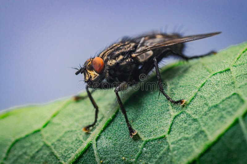 Fly on leaf stock photo. Image of extreme, black, antennae - 227905018