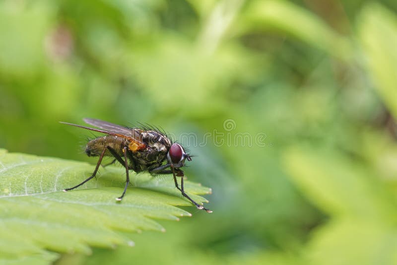 Fly on a leaf stock photo. Image of background, meadow - 189419994