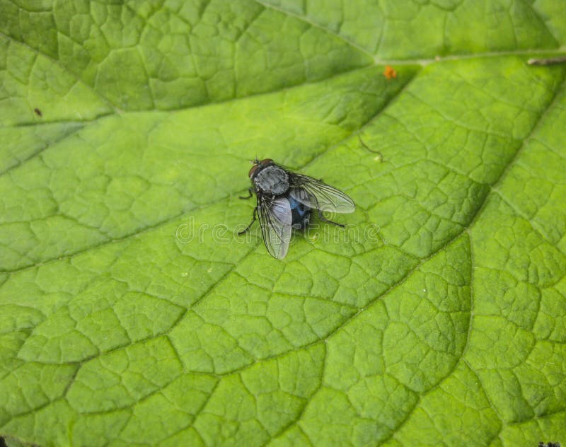 Fly on a Leaf of Grass in a Garden. Stock Photo - Image of green ...