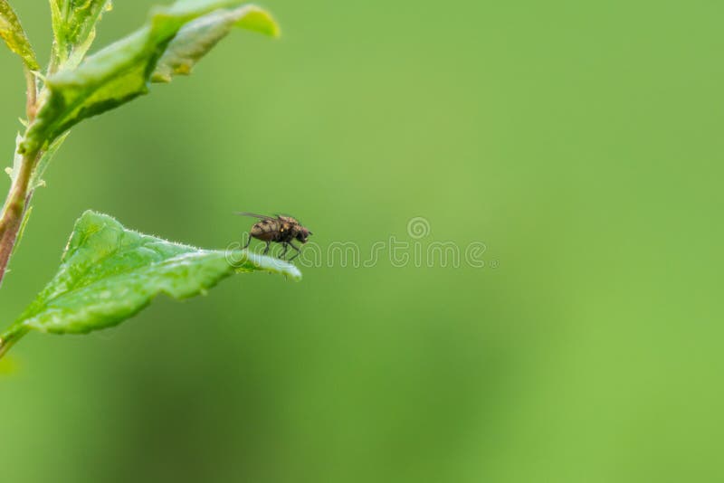 Fly on the Leaf and Grass. Slovakia Stock Photo - Image of hoverfly ...