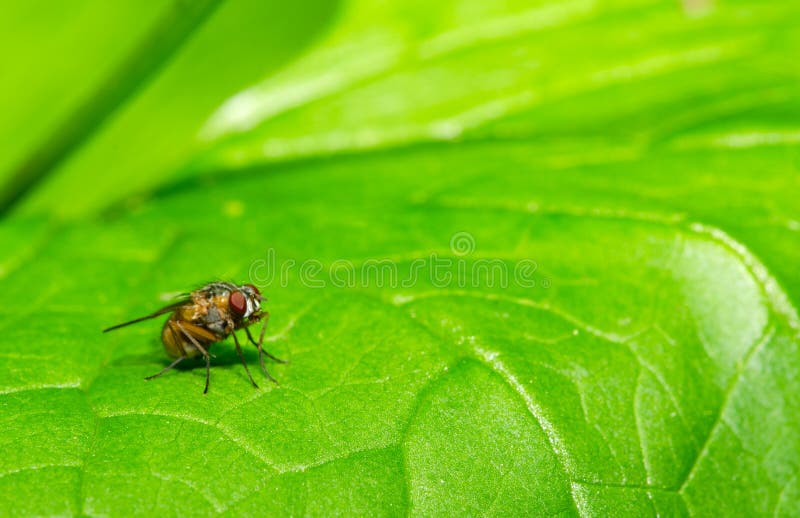 Fly on the leaf stock image. Image of background, nature - 45288775