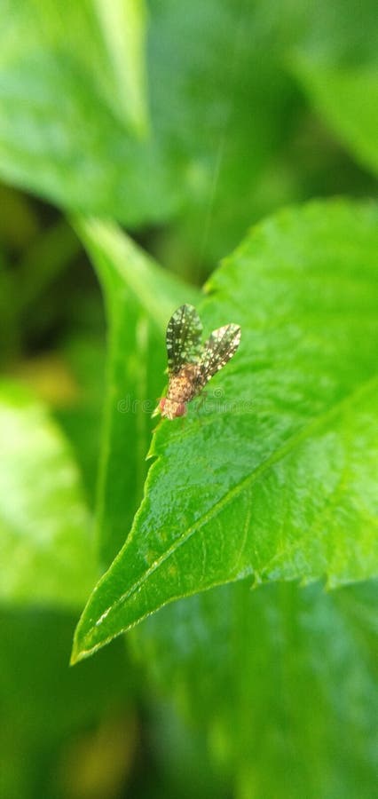 The White Stain Fly stock photo. Image of beautiful - 259935736
