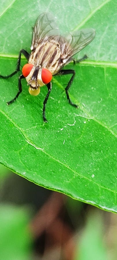 Fly on a left natures best stock photo. Image of natures - 202362184