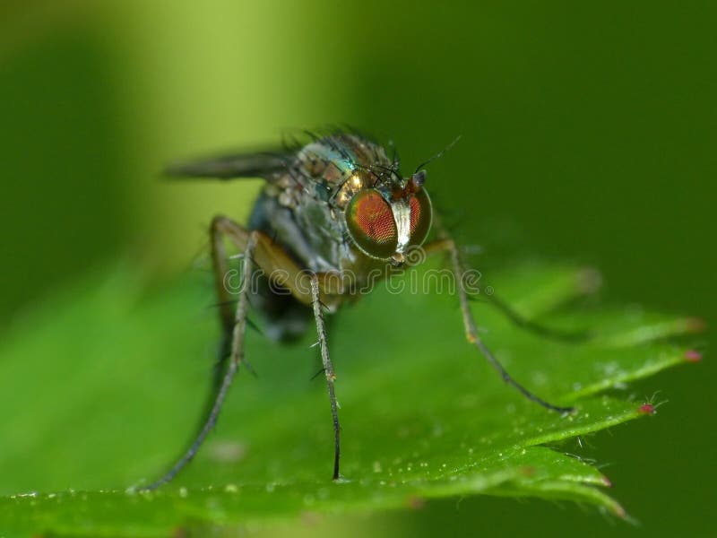Fly on a Leaf Looking into the Camera Stock Photo - Image of closeup ...