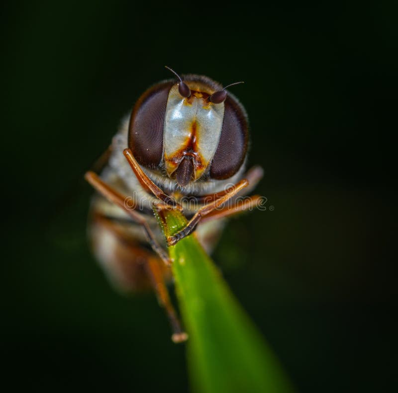 Fly On Leaf In Macro Photography Picture. Image: 118290592