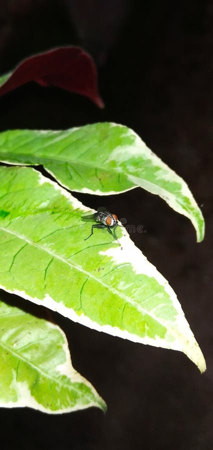 Fly on leaf at night stock photo. Image of animal, pollinator - 268832012