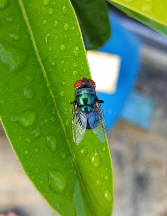 A Fly in the Leaf and Raindrop Stock Image - Image of leaf, insect ...