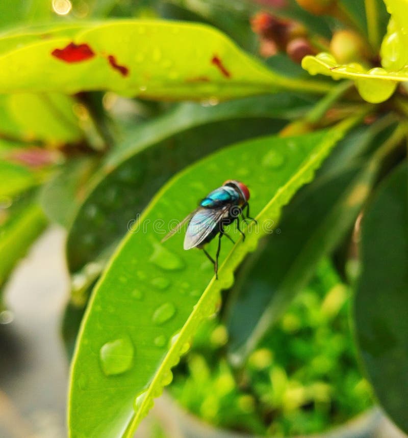 A Fly in the Leaf and Raindrop Stock Photo - Image of rain, water ...