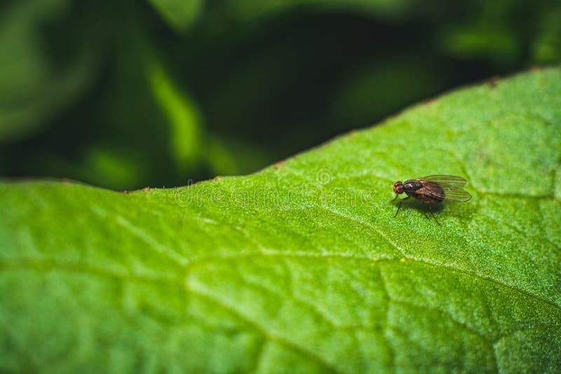 Fly on leaf stock photo. Image of wildlife, close, nature - 225015998