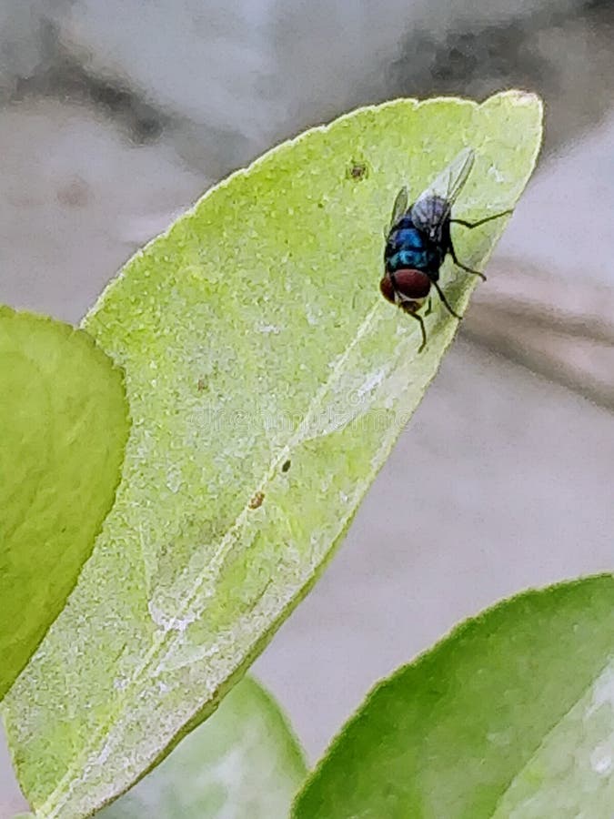 Fly on a leaf stock image. Image of leaf, sitting, leave - 106088975