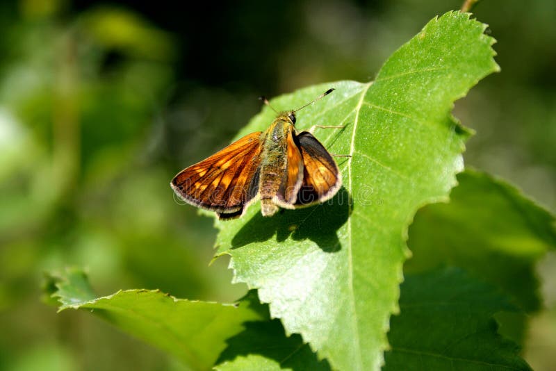 Fly on the leaflet stock photo. Image of leafe, summer - 12139524