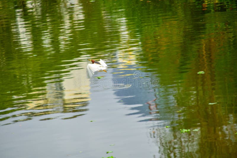 Fly stock photo. Image of nature, bird, water, flying - 149408066