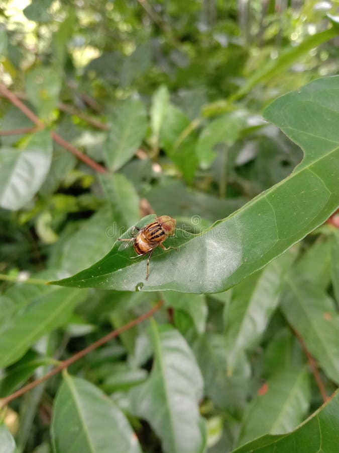 Fly on the leave stock image. Image of animal, green - 194803241