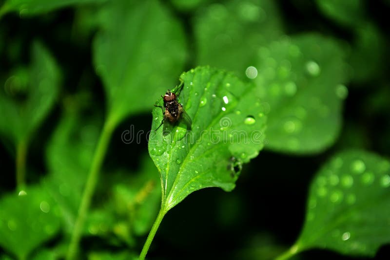 Fly on the leave stock photo. Image of droplets, drop - 46810166