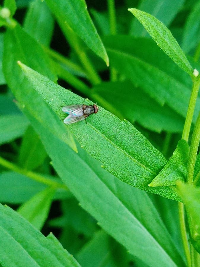 Fly on the leaves stock photo. Image of nature, flower - 212713094