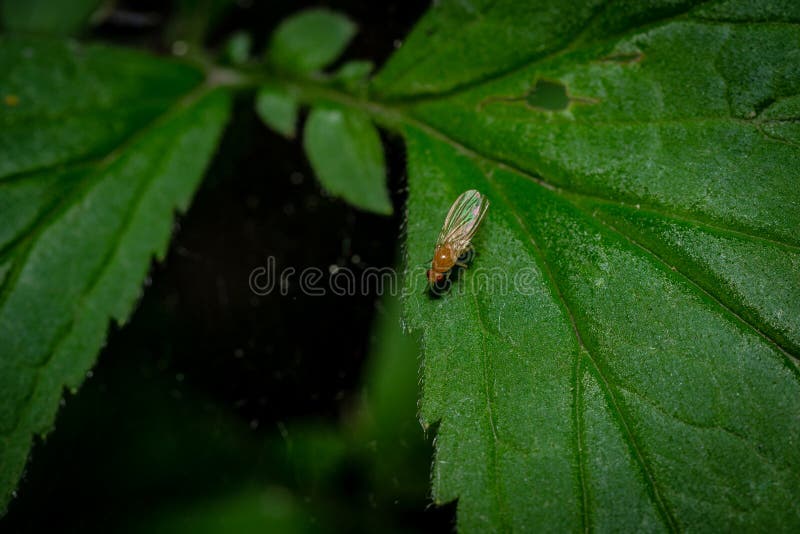Fly on the Leaves in the Forest Stock Image - Image of dionaea, lush ...