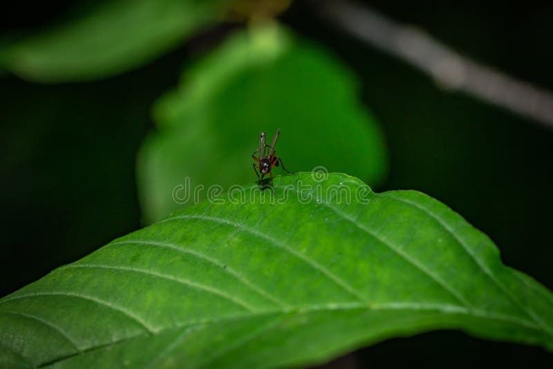 Fly on the Leaves in the Forest Stock Photo - Image of garden, legs ...
