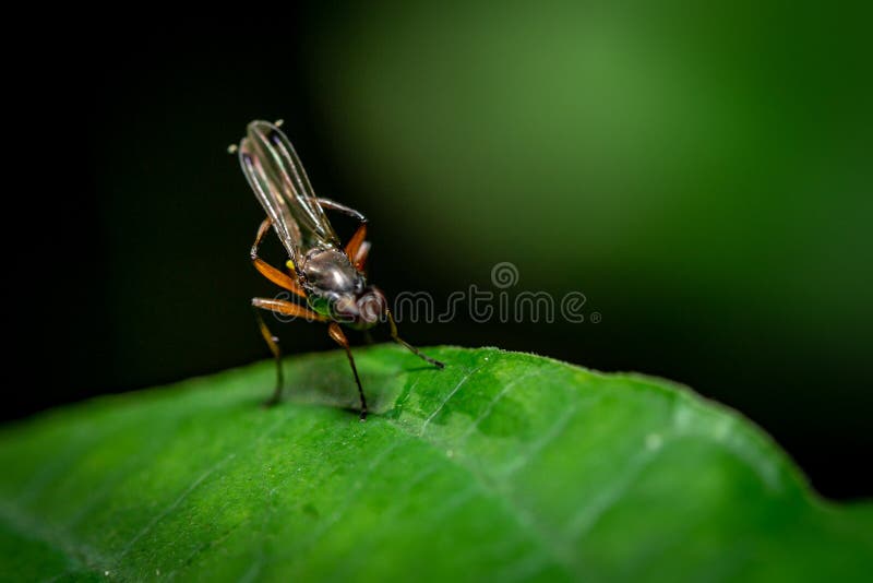 Fly on the Leaves in the Forest Stock Photo - Image of flytrap ...