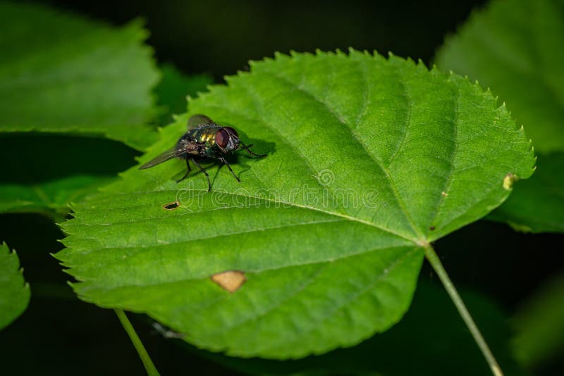 Fly on the Leaves in the Forest Stock Image - Image of closeup, forest ...
