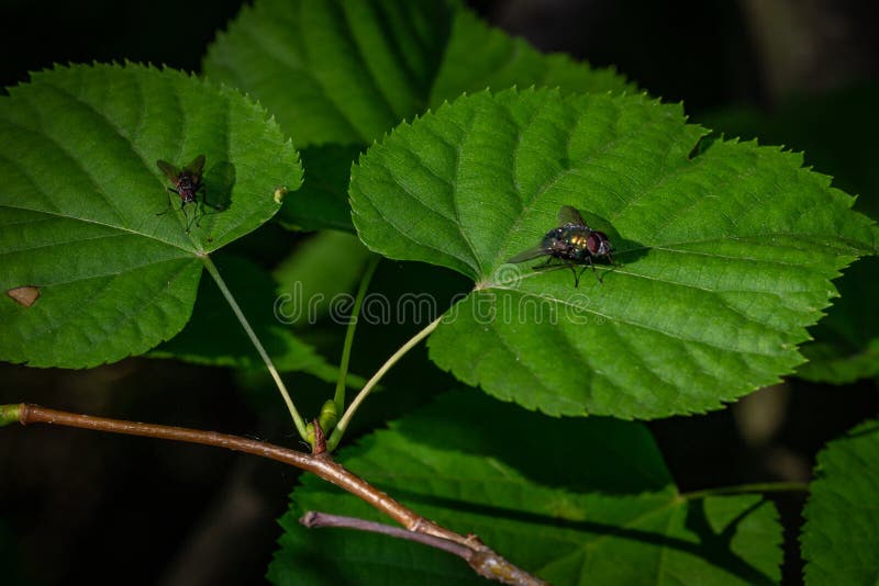 Fly on the Leaves in the Forest Stock Image - Image of dionaea, lush ...